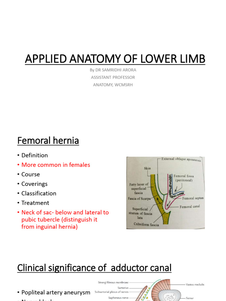 Applied Anatomy of the Lower Limb | PDF | Knee | Human Leg