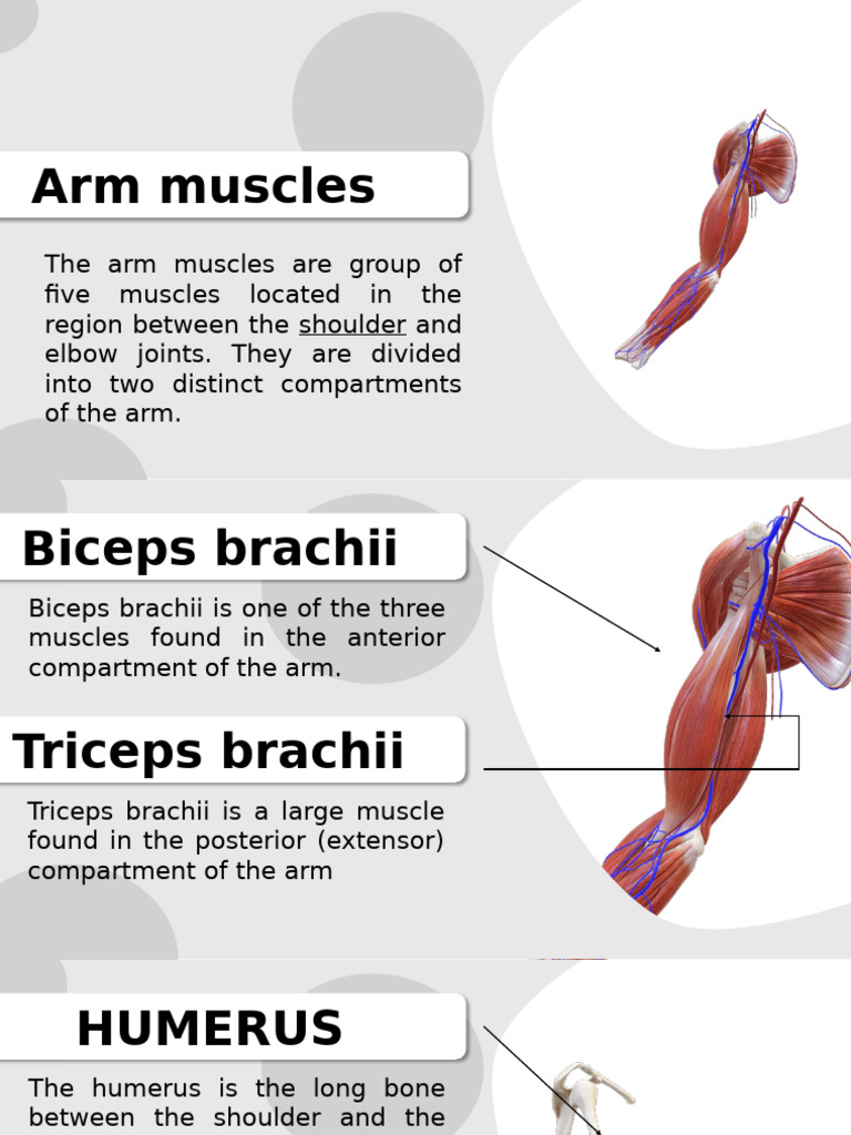 Muscles Presentation | PDF