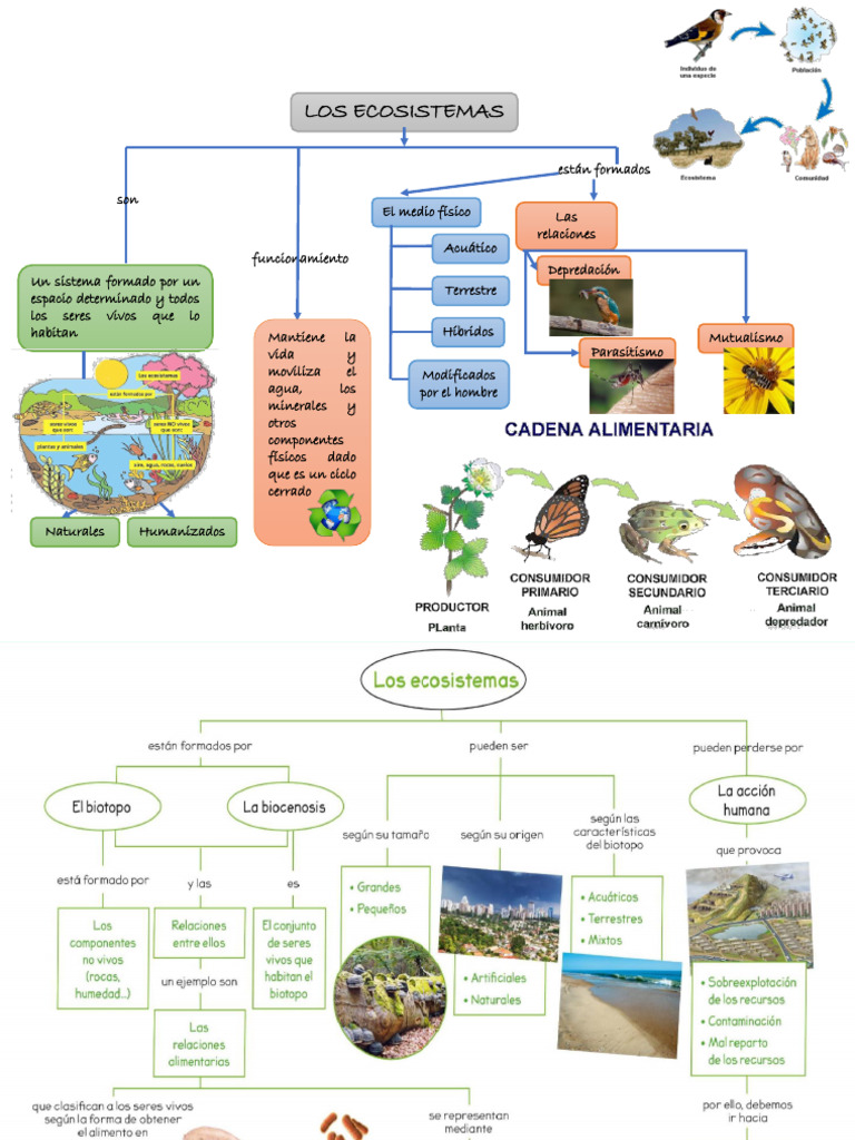 Esquema Mental | PDF