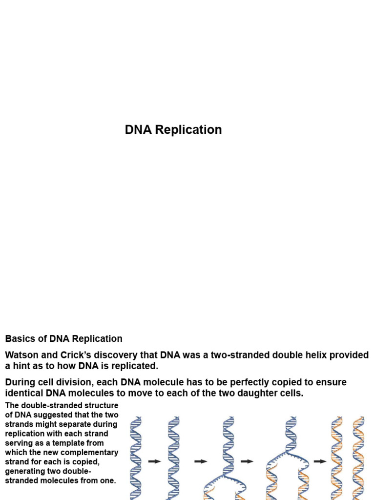 Replication, Transcription and Translation | PDF | Dna Replication ...