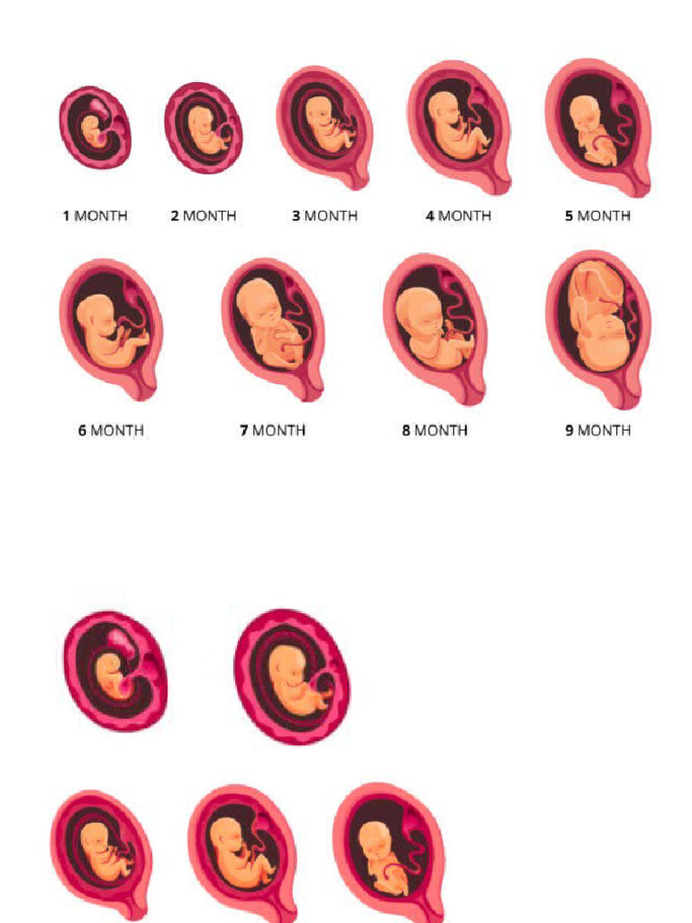 Fetal Development | PDF