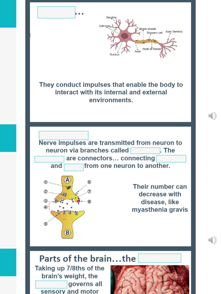 Overview of Neurons and Brain Functions | PDF | Brain | Spinal Cord