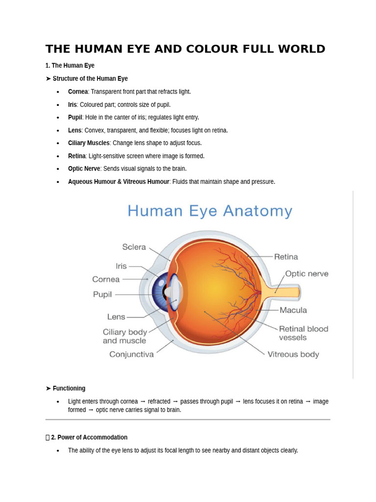 Human Eye Structure and Vision Defects | PDF | Eye | Human Eye