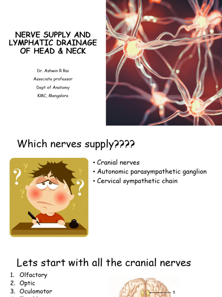 Nerve Supply and Lymphatic Drainage of Head and Neck | PDF | Neck ...