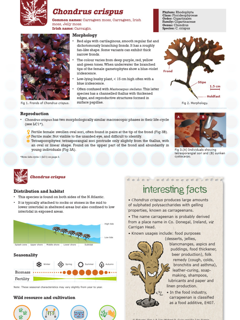 Chondrus Crispus: Habitat and Uses | PDF | Algae | Eukaryotes
