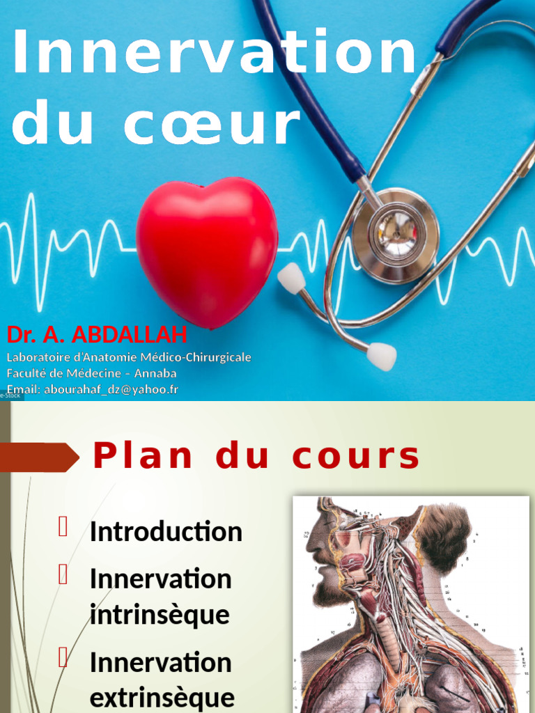 (6) Innervation Du Coeur | PDF | Nerf vague | Cœur