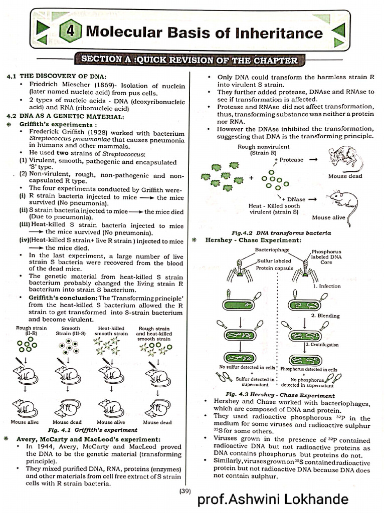 4.molecular Basis of Inheritance | PDF