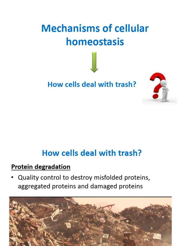 Mechanisms of Cellular Homeostasis | PDF | Autophagy | Proteasome