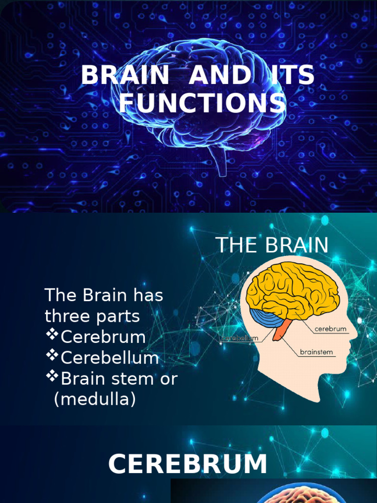 Brain Structure and Functions Overview | PDF