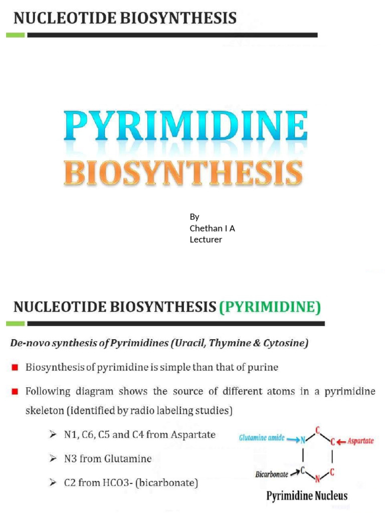 Pyrimidine Biosynthesis Enzymes Explained | PDF