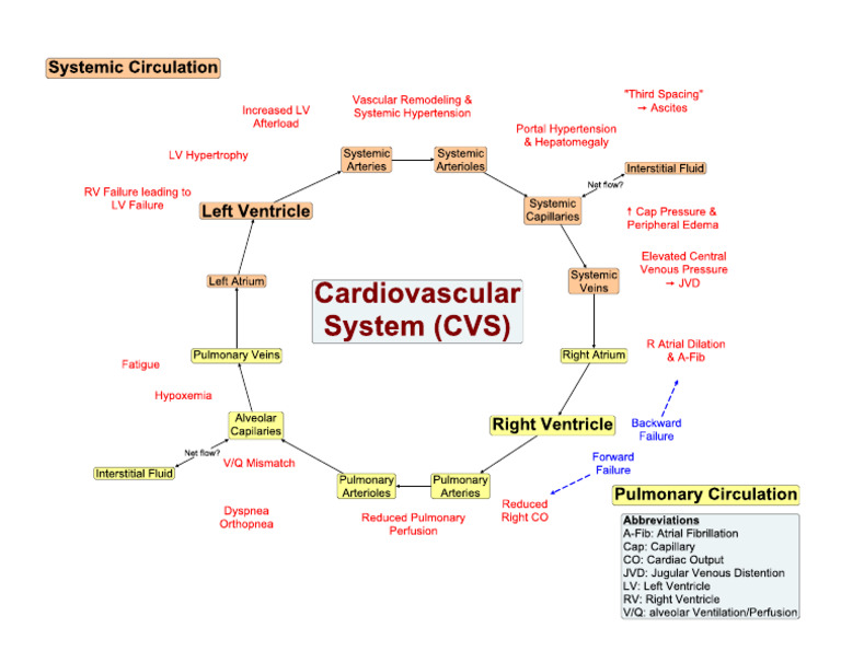Cardio System Concept Map | PDF