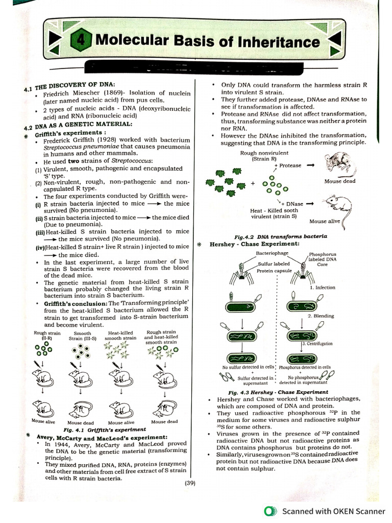 4-Molecular Basis of Inheritance (Notes) | PDF