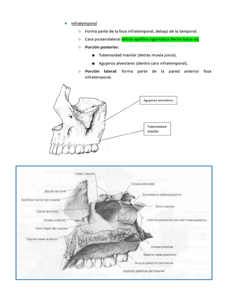 Hueso Maxilar | PDF
