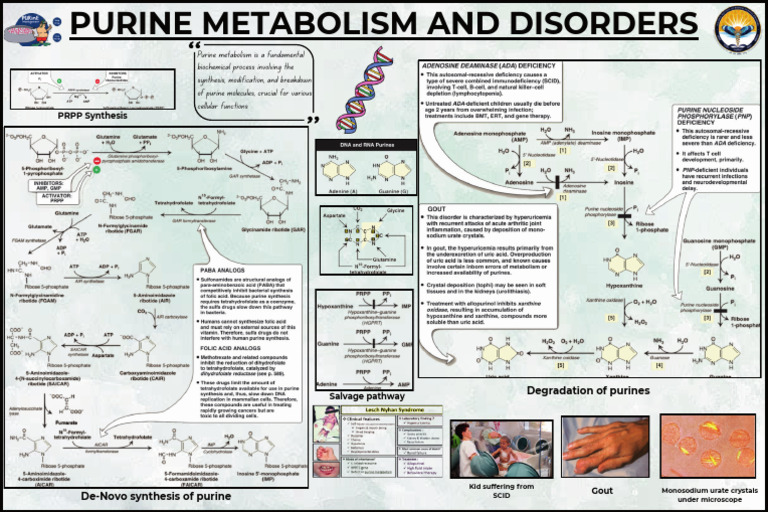 Purine Metabolism and Disorders 20250713 174622 0000 | PDF