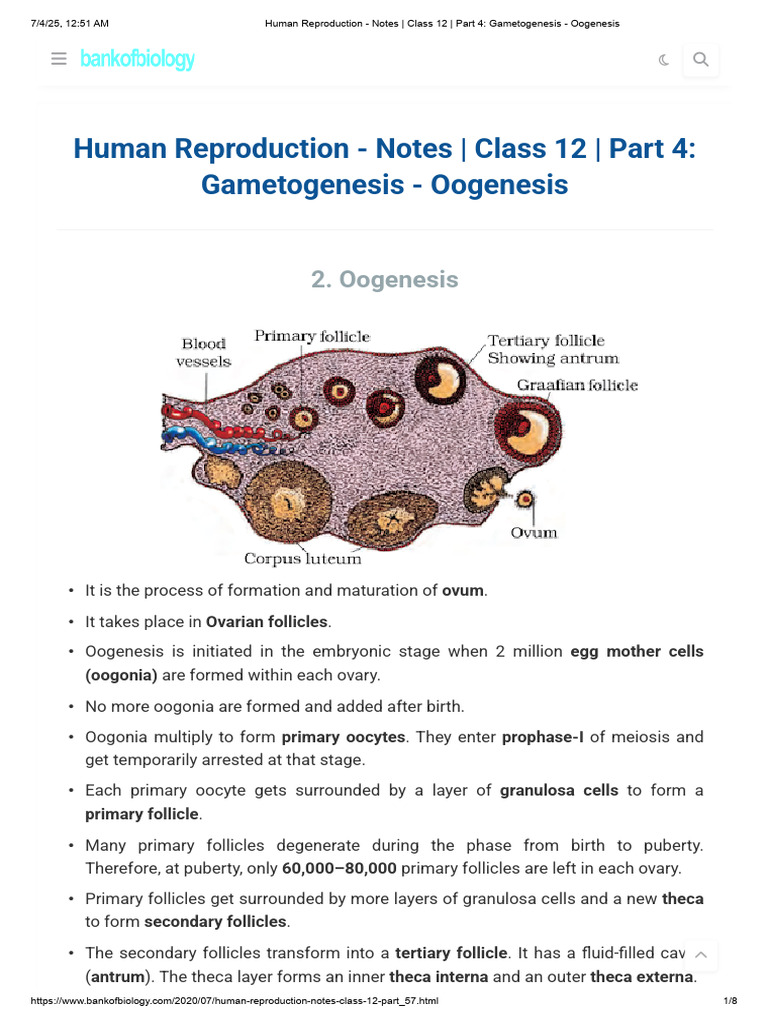 Human Reproduction - Notes - Class 12 - Part 4 - Gametogenesis ...