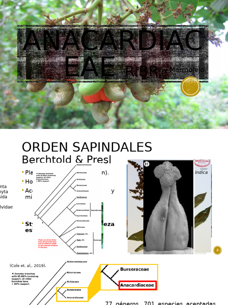 Clasificación y Características de Anacardiaceae | PDF | Plantas ...
