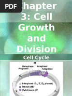 Mitosis Mover Activity Guide | PDF | Mitosis | Chromosome