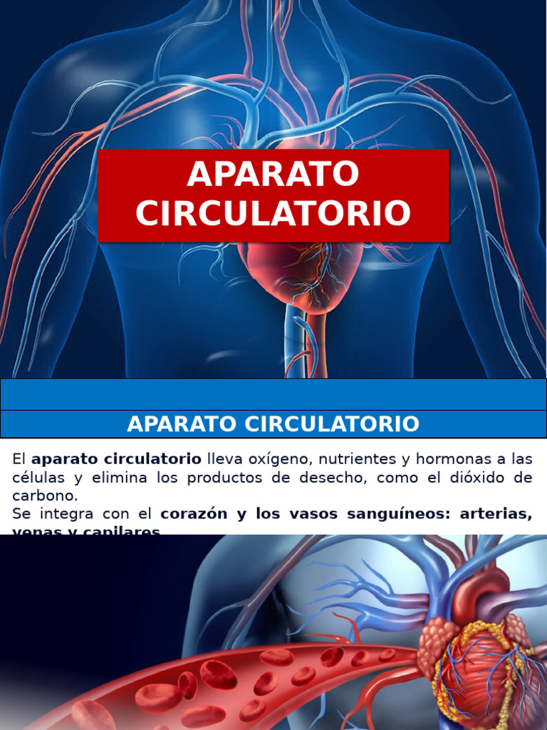 Anatomía y Fisiología - Aparato Circulatorio | PDF