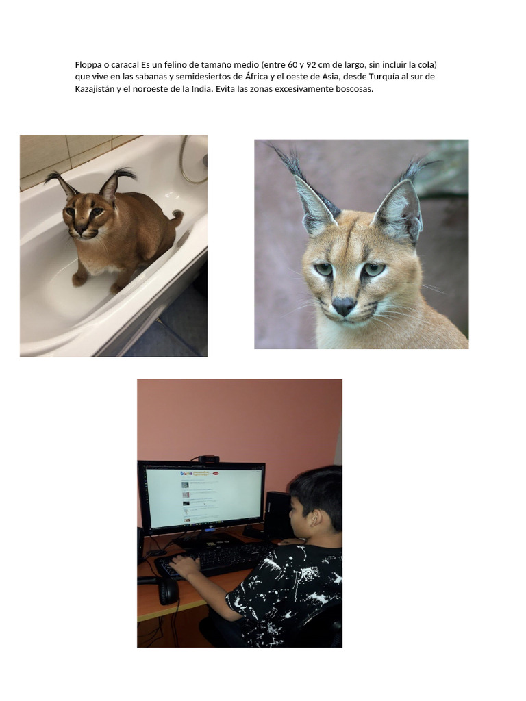 Floppa o Caracal Es Un Felino de Tamaño Medio | PDF