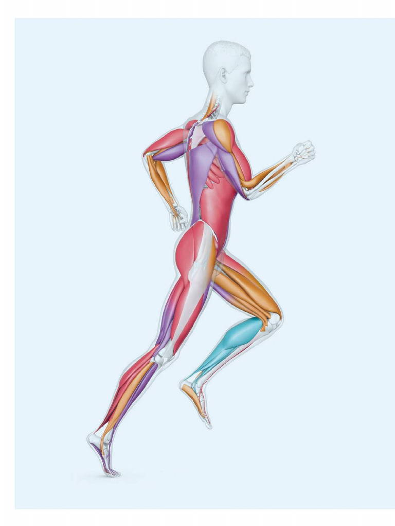 Science of Running Chris Napier | PDF