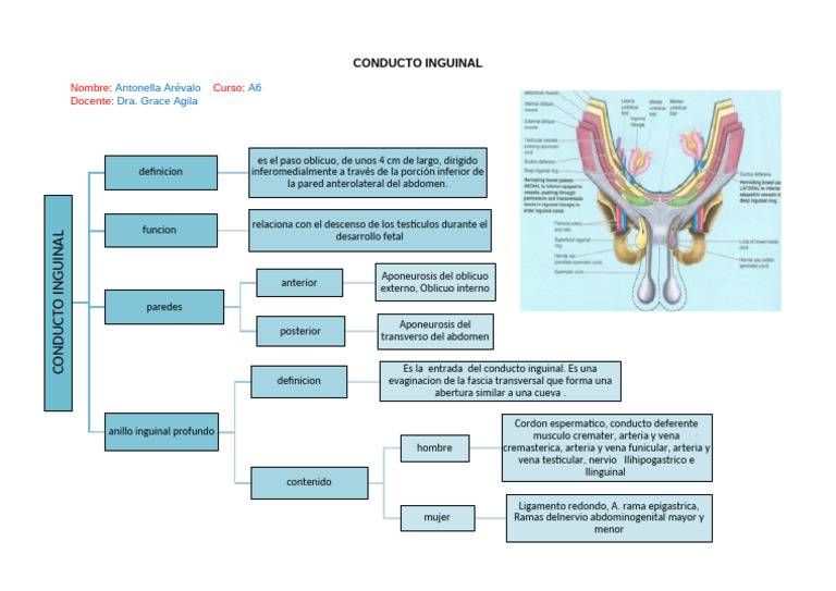 Conducto Inguinal | PDF | Abdomen | Anatomía