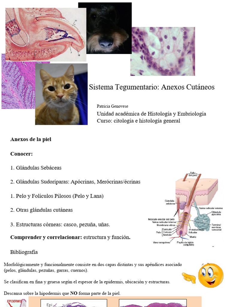16 - B Sistema Tegumentário - Anexos Cutáneos | PDF | Piel | Sistema tegumentario