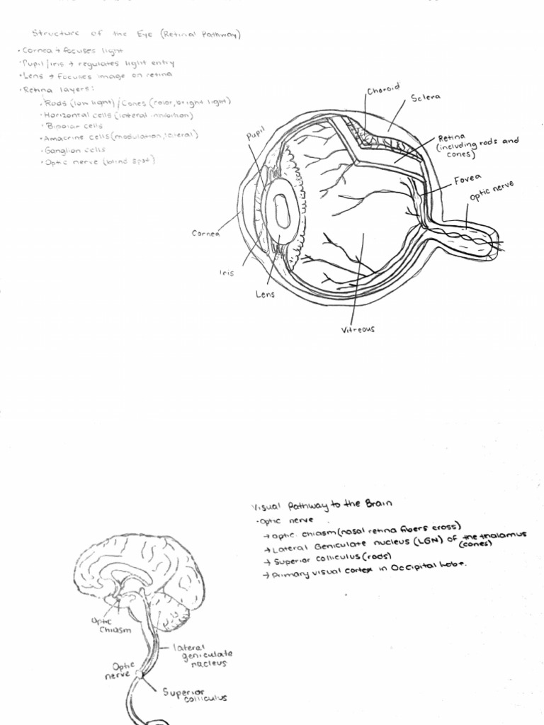 Drawings For Sensory | PDF