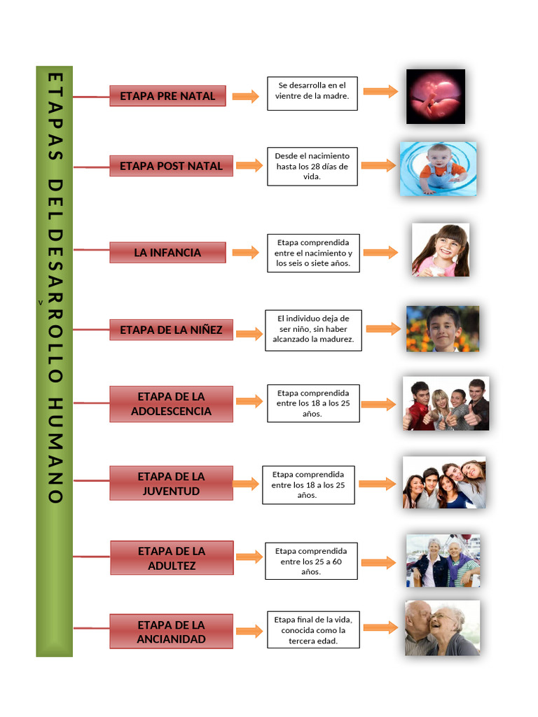 Etapas de La Vida | PDF