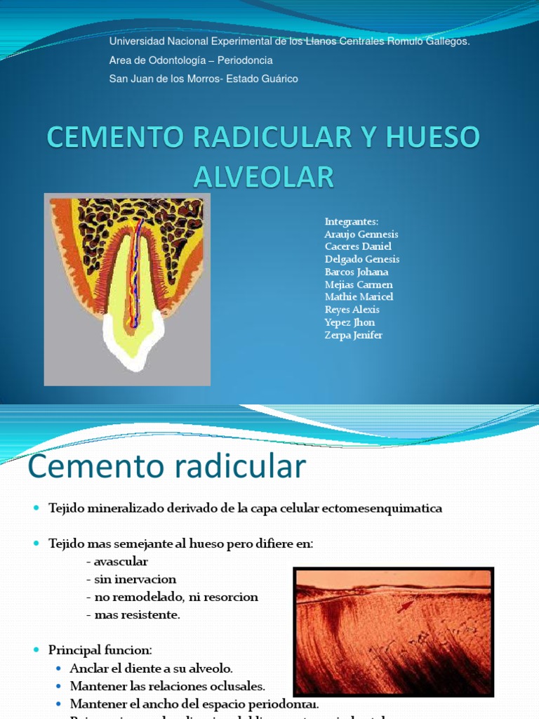 Tipos y Funciones del Cemento Radicular | PDF | Boca | Anatomia animal
