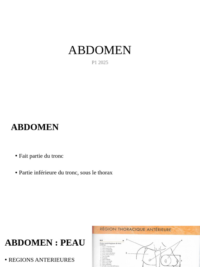 Anatomie du Ventre Féminin | PDF | Abdomen | Anatomie humaine