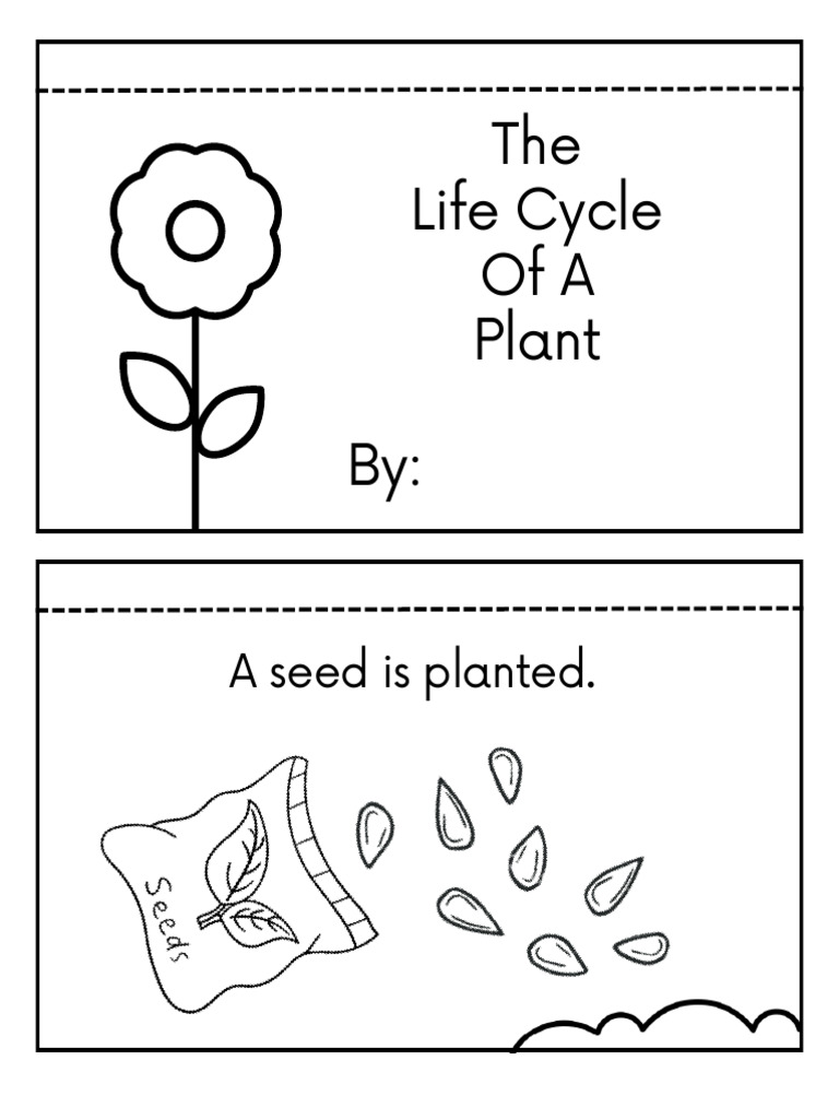 Life Cycle of A Plant | PDF | Seed | Leaf