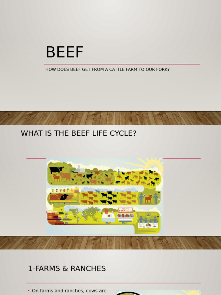 Beef Life Cycle | PDF