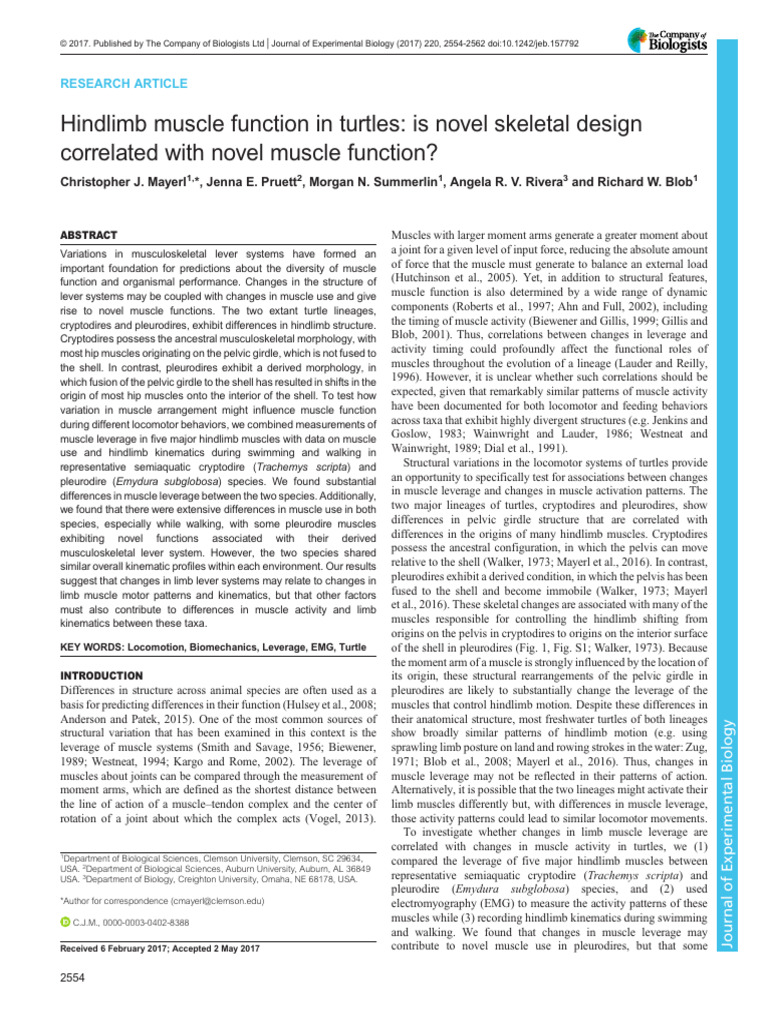 Hindlimb Muscle Function in Turtles is Novel Skeletal Desging ...