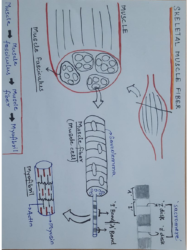 Skeletal Muscle (Sarcomere, Actin, Myosin) - Nerve - 240305 - 063720 | PDF