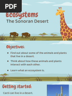 Sonoran Desert Ecosystem Overview | PDF | Food Web | Ecosystem