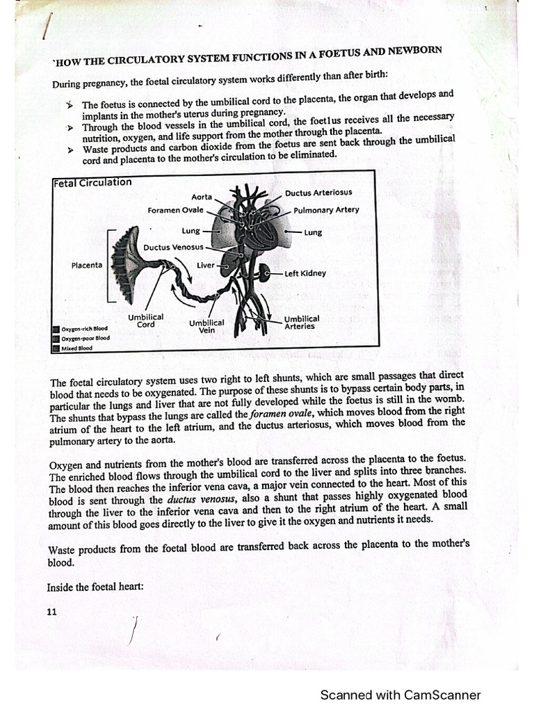 Circulatory System Function in Newborn | PDF