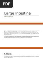 Anatomy of Appendix and Colon Explained | PDF | Large Intestine | Anatomy
