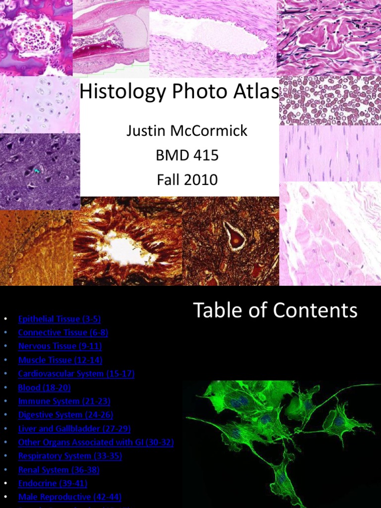 Histology Photo Atlas Overview | PDF | Lymphatic System | Epithelium