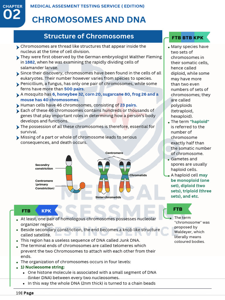 Structure and Composition of Chromosomes | PDF | Genetic Code | Gene