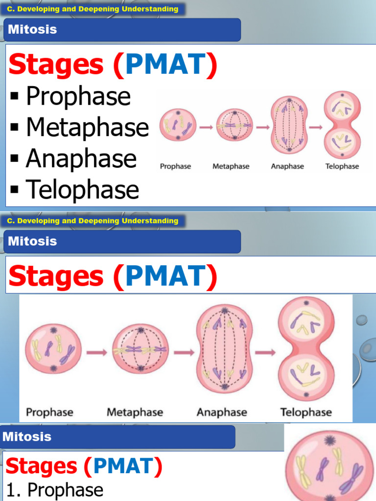 Lecture Mitosis and Meisos | PDF | Meiosis | Mitosis