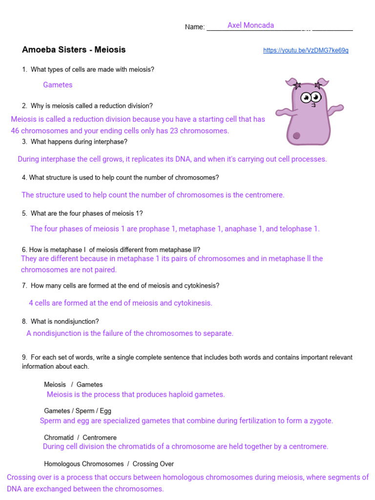 Amoeba Sisters: Meiosis Explained | PDF