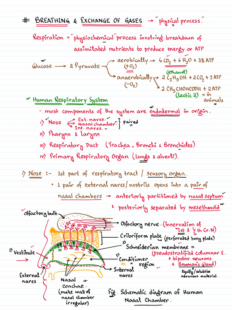 Breathing& Exchange of Gases Full Styg | PDF