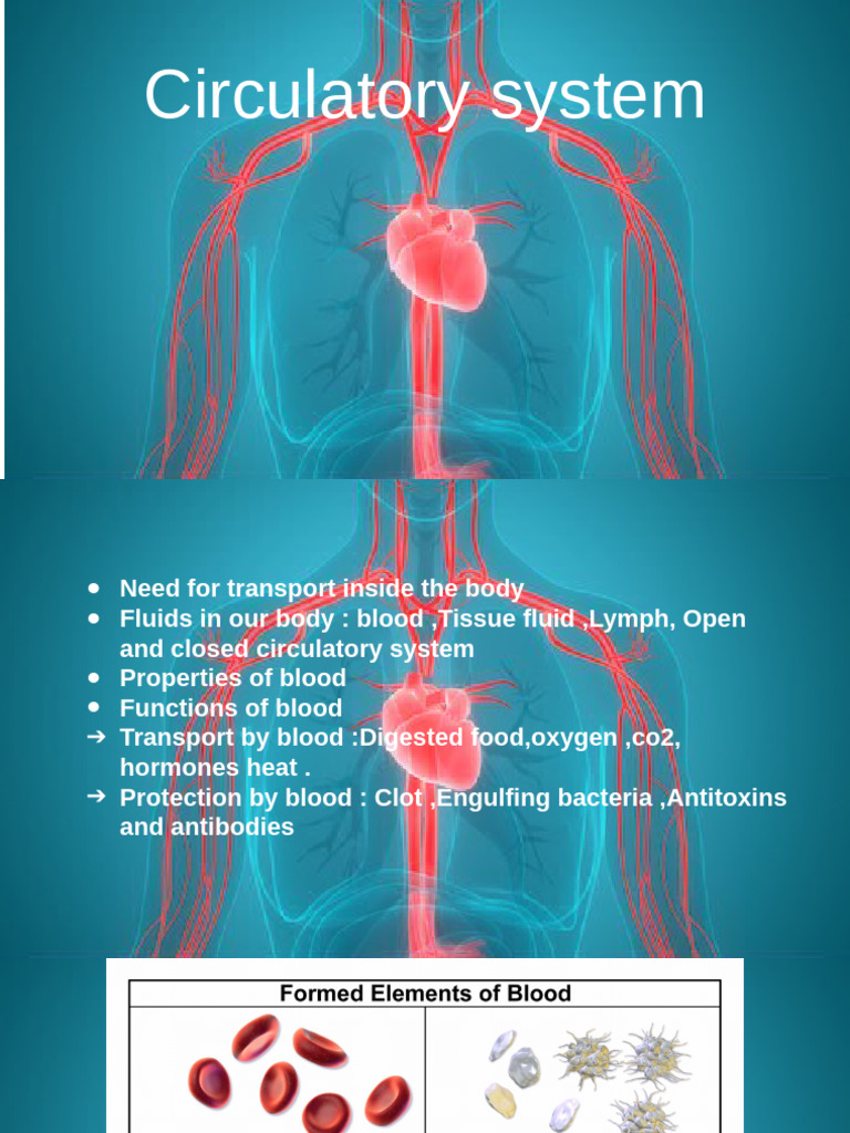Overview of the Circulatory System | PDF