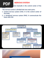 Pyramidal vs Extrapyramidal Tracts | PDF | Neuroscience | Neuroanatomy