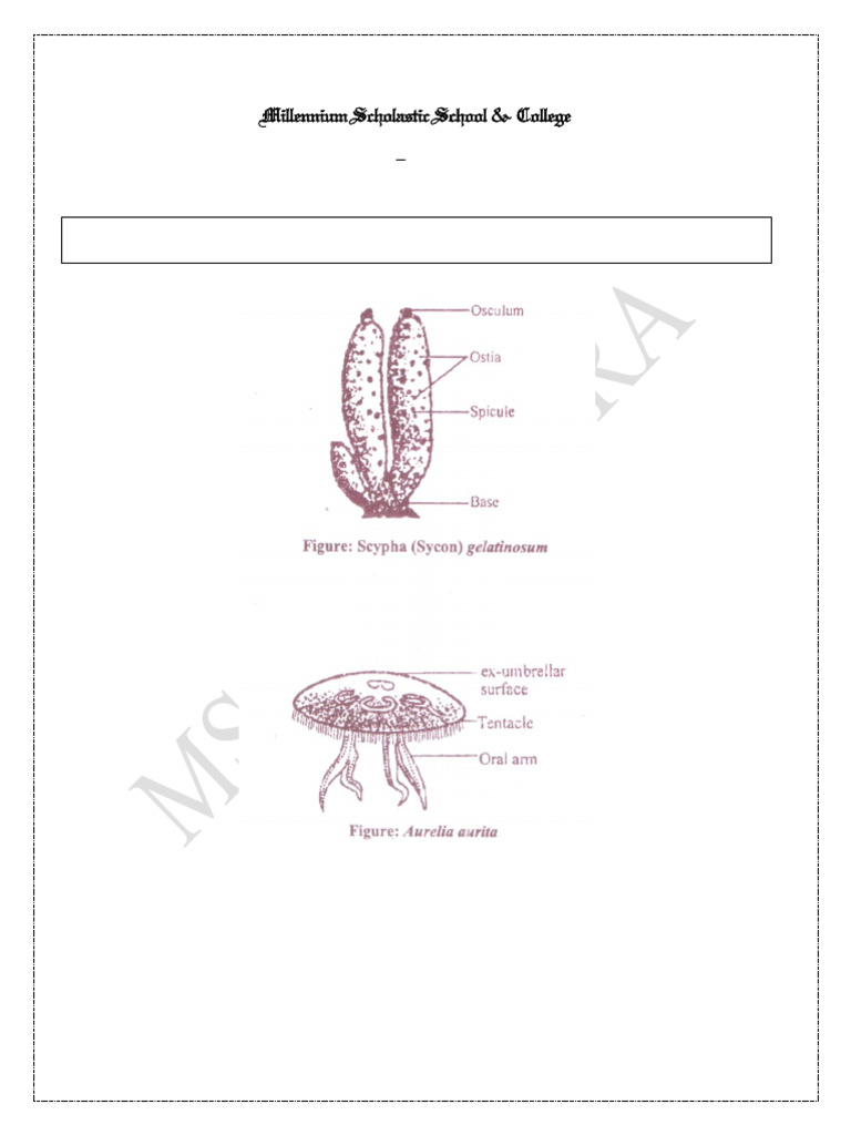 HSC Biology Practical 2nd Paper Practical 2 | PDF | Pancreas | Stomach