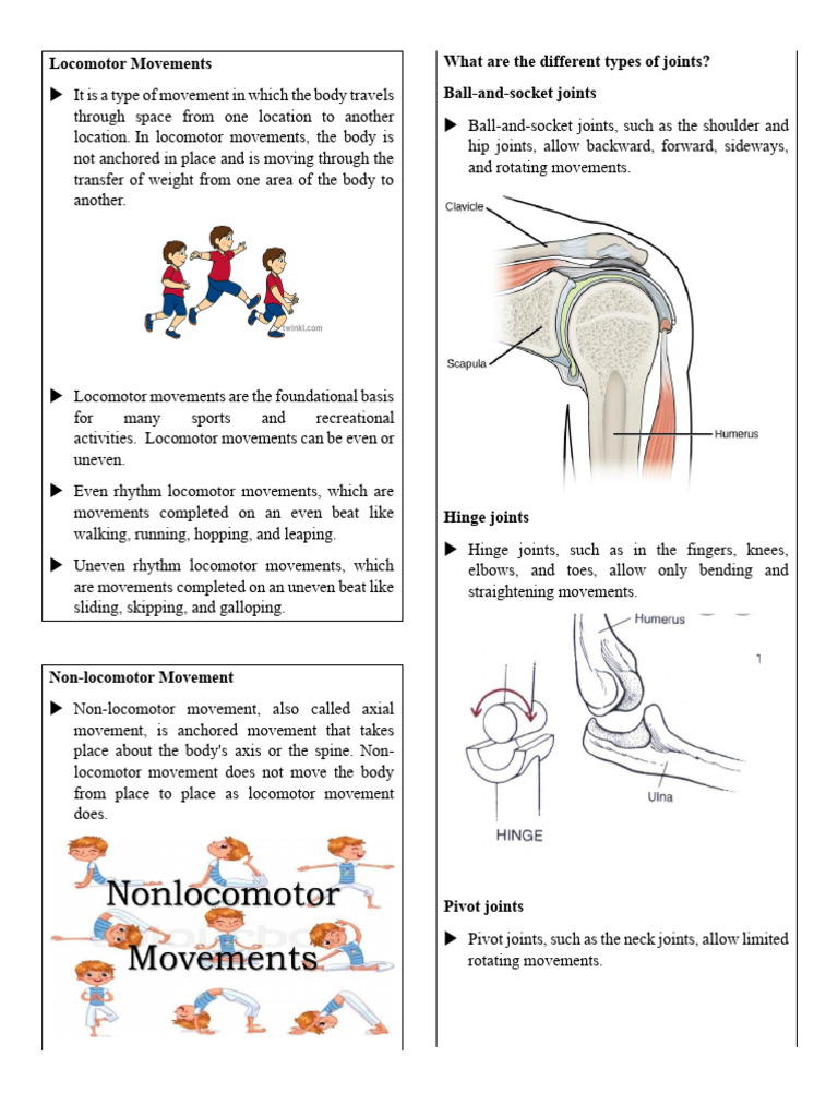Understanding Locomotor Movements | PDF | Anatomical Terms Of Motion ...