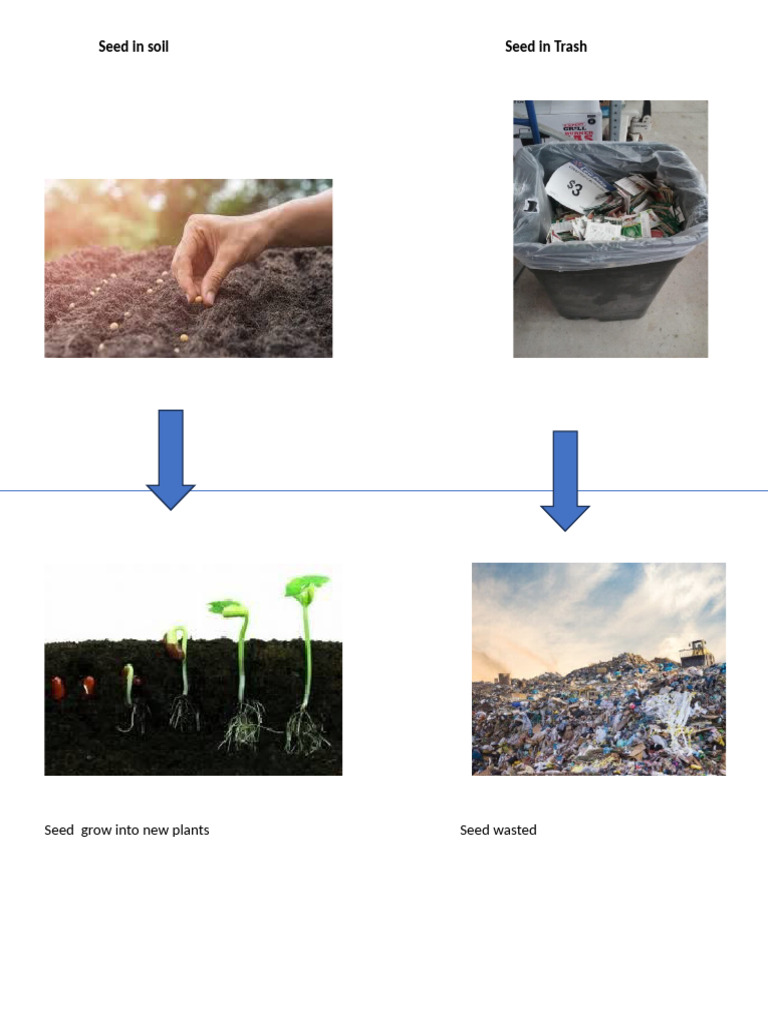 Seed in Soil Seed in Trash | PDF