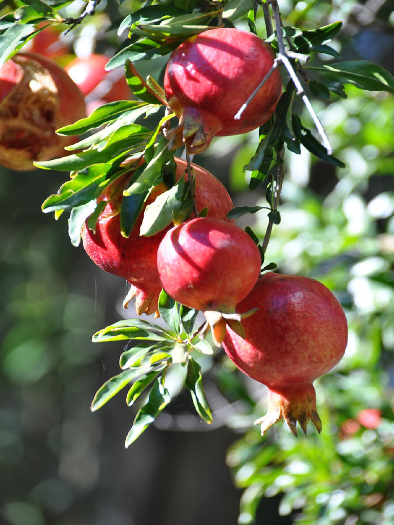 Trrpomegranate Fruit Fruits Tree | PDF