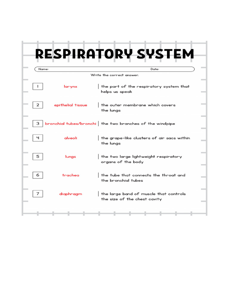 Respiratory System Worksheet Answers 175136.Png | PDF