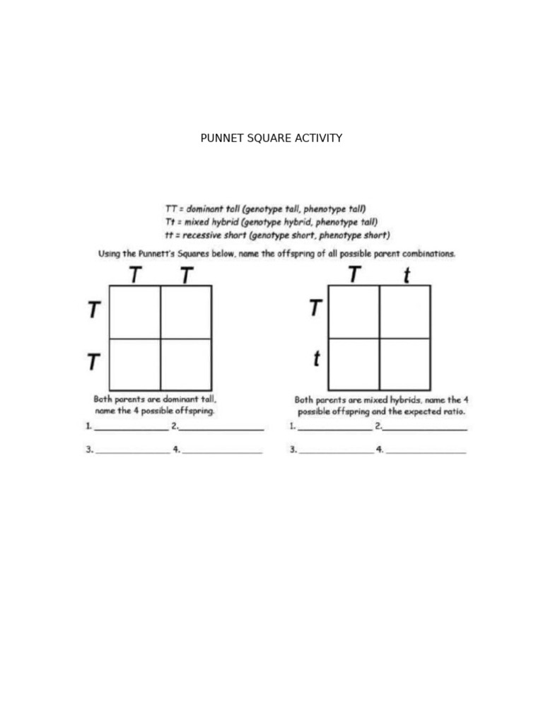 Punnet Square Activity | PDF